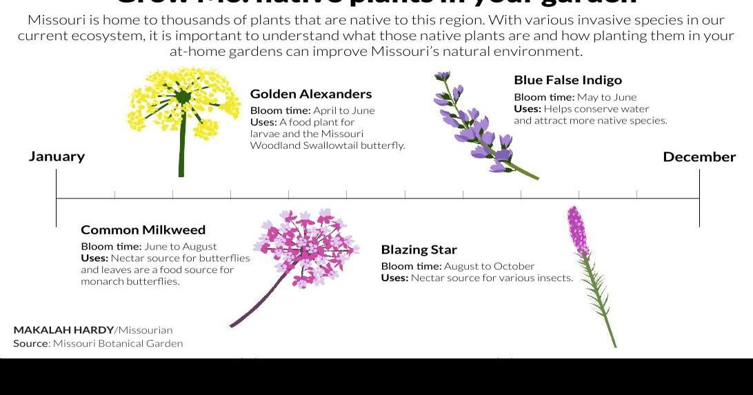 Grow Mo. native plants in your garden | Graphics | columbiamissourian.com