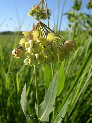 A closer look at less well-known endangered species in Missouri | State ...