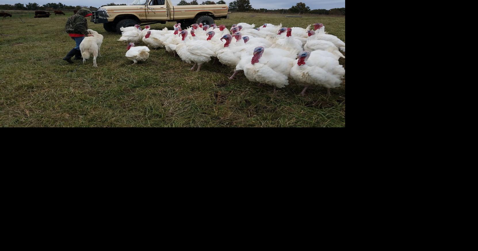 Turkeys on farm | Local | columbiamissourian.com