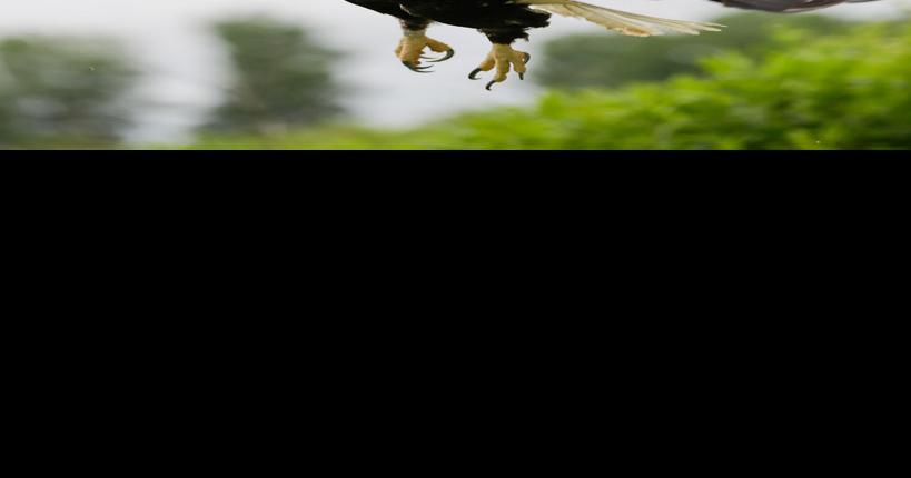 Bald eagles make a robust comeback in central Missouri | Local ...