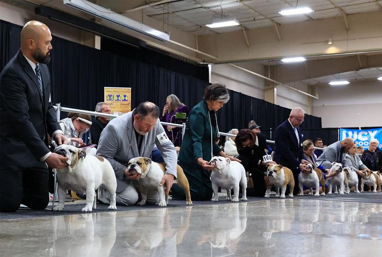 Bedecked bulldogs compete for best-in-show at the national bulldog show ...