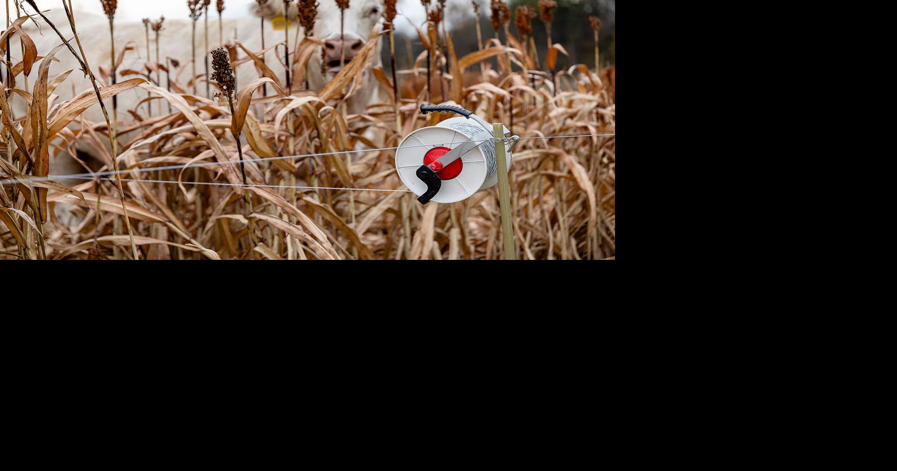 A cow grazes its way through a newly opened section of milo | News ...