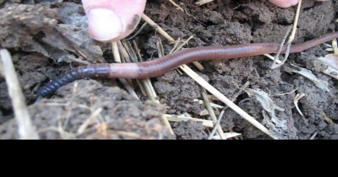 'We know they're coming': Jumping worms are strange, invasive and can ...