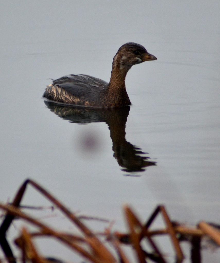 The climate and hunting — Why are the ducks ducking Missouri? | State ...