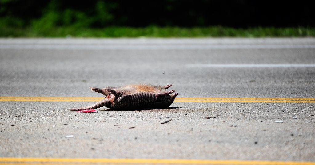 armadillo from behind