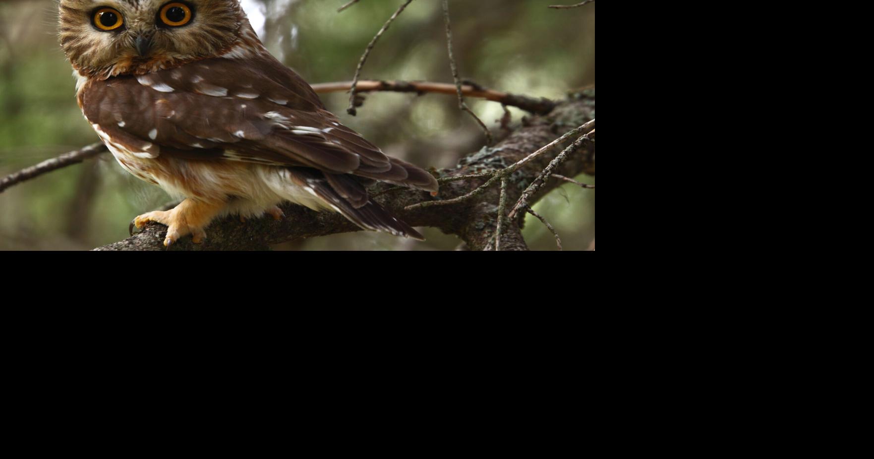 Interchange: Tiny Owls on a Big Journey | Between the Lines ...