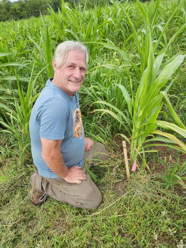 Fields of native corn connect green spaces with Lenape legacy ...