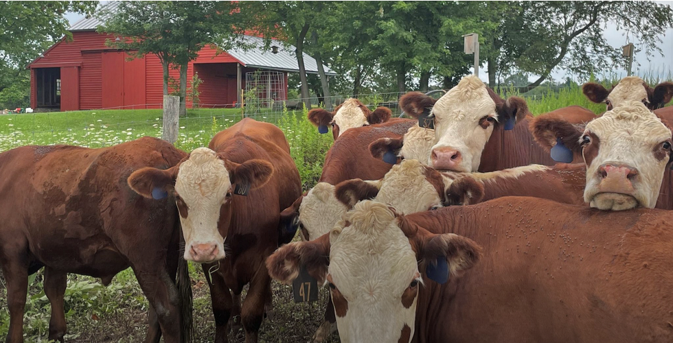 Talking climate change ’til the cows come home | Hopewell Express ...