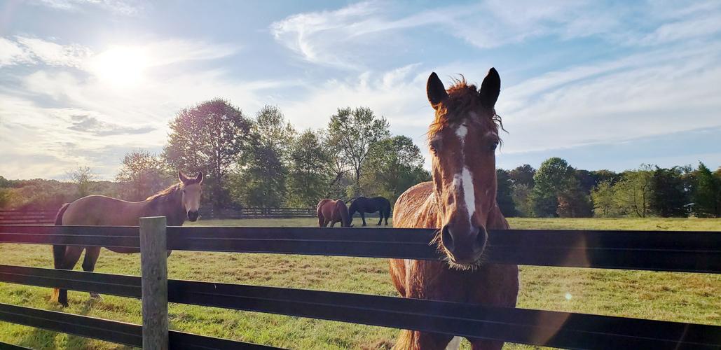 Mercer Stables Slowly Re-Opening Barn Doors | A&E | communitynews.org