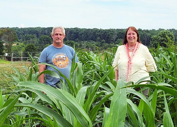 Fields of native corn connect green spaces with Lenape legacy ...