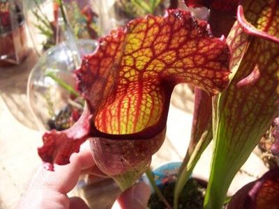 can you eat pitcher plants