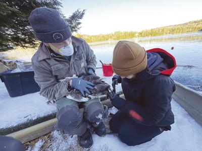 Loon Preservation Committee rescues iced-in loons from lakes | Local ...