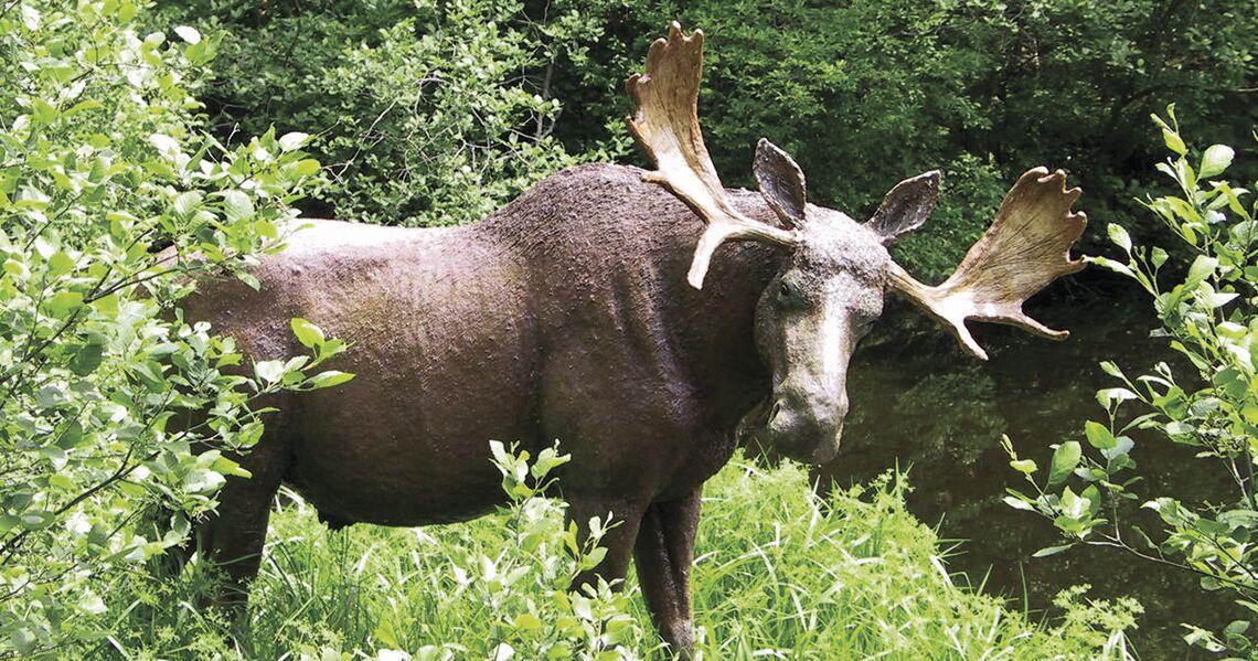 New Hampshire Moose Hunt Lottery opens for 2021 | Local News ...