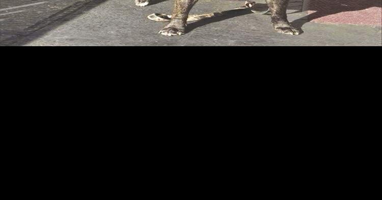 Obituary: Eric Harlow | Obituaries | conwaydailysun.com