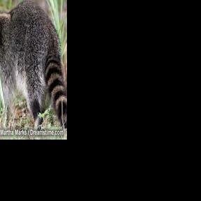 Fish and Game: Fox, raccoon display distemper symptoms | Local News ...
