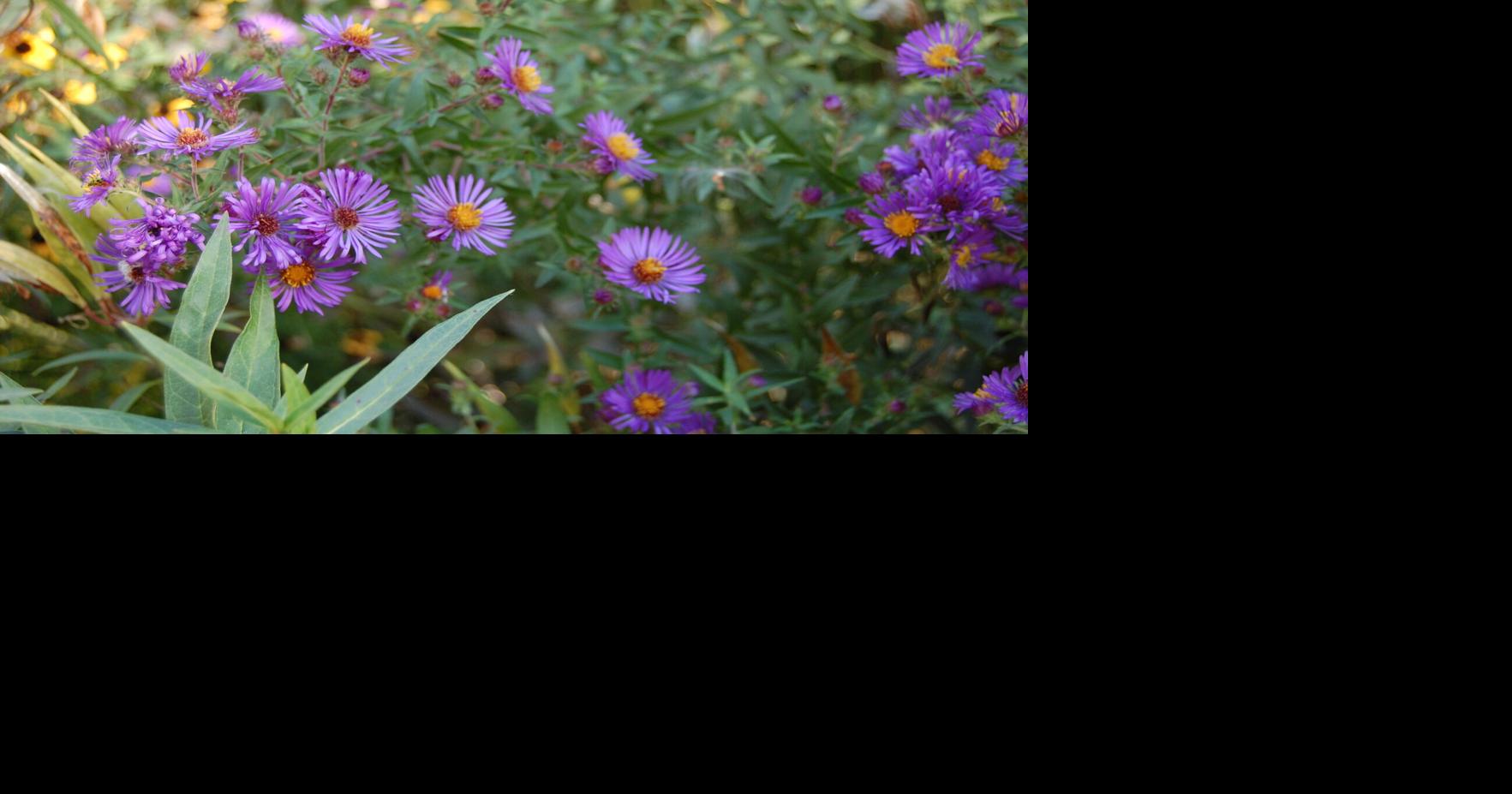 Fall flowers in bloom at Weeks State Park | Community | conwaydailysun.com