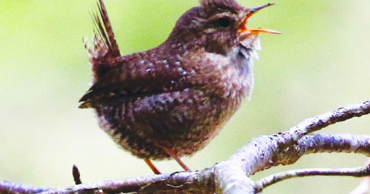 Notes from a Naturalist: Early birds herald the return of our migrant ...