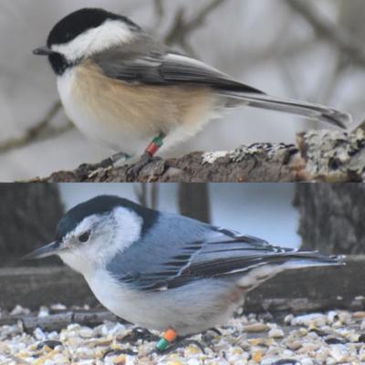 Notes from a Naturalist: Winter bird banding wrap-up | Nature ...