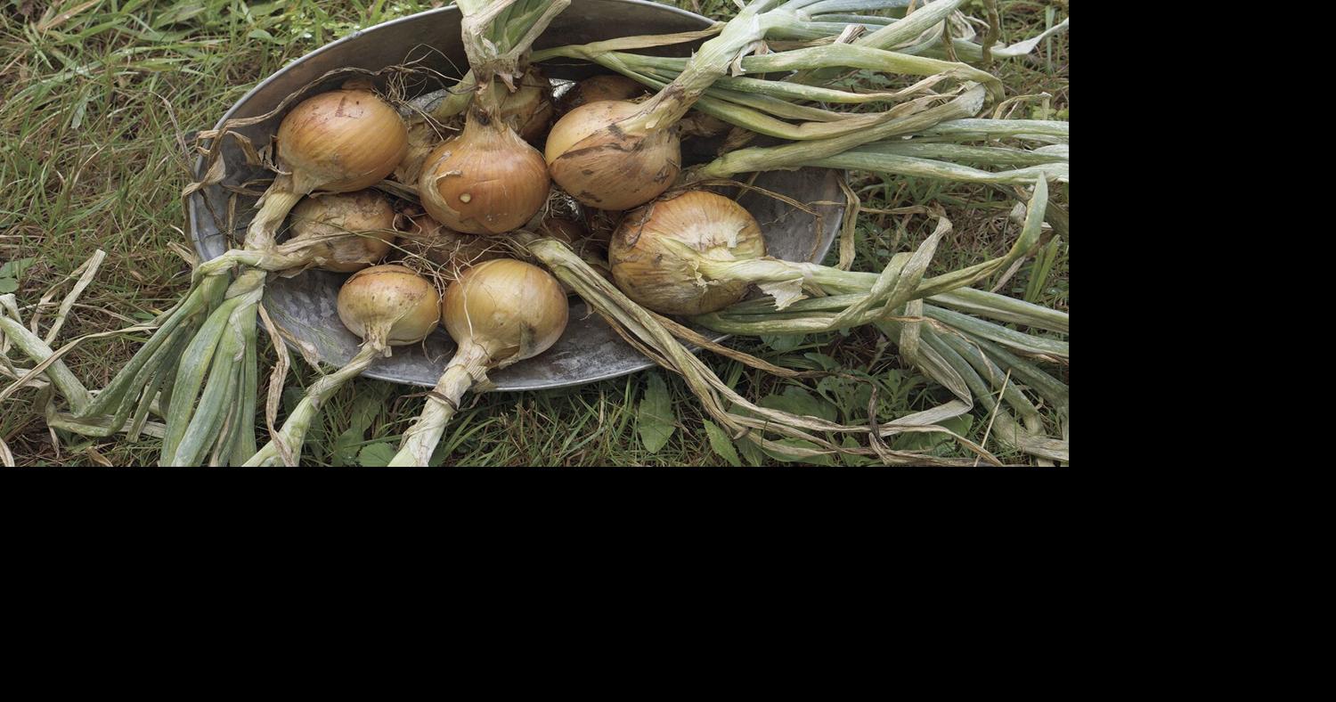 More Thought While Weeding: Growing great onions | Gardening ...