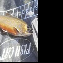 North Country Angling: Remote Pond Munn-y | Fishing | conwaydailysun.com