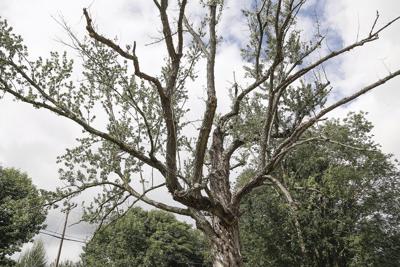 Selectmen: Silver maple to come down after foliage season | Local News ...
