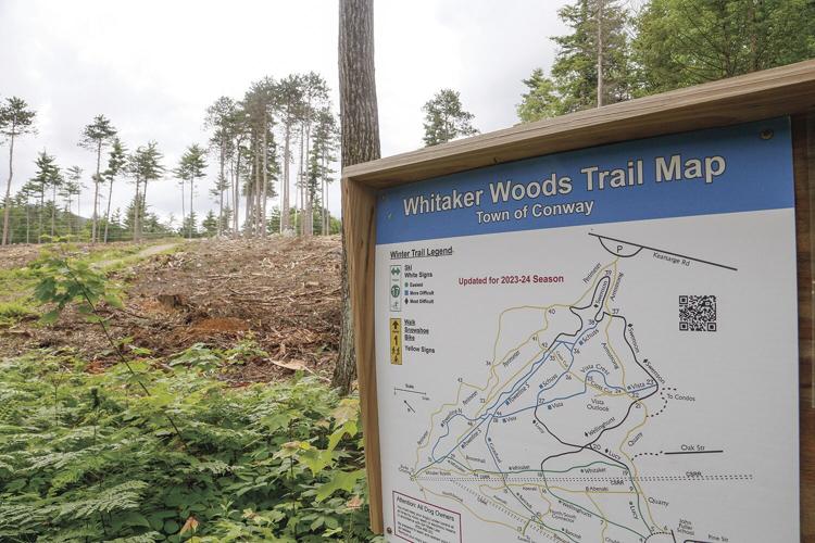 Forester defends 'shocking' Whitaker tree cut | Local News ...