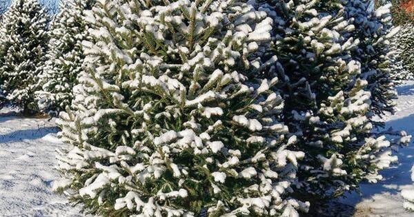 National Forest Christmas Trees permits available | Local News ...