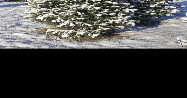 National Forest Christmas Trees permits available | Local News ...