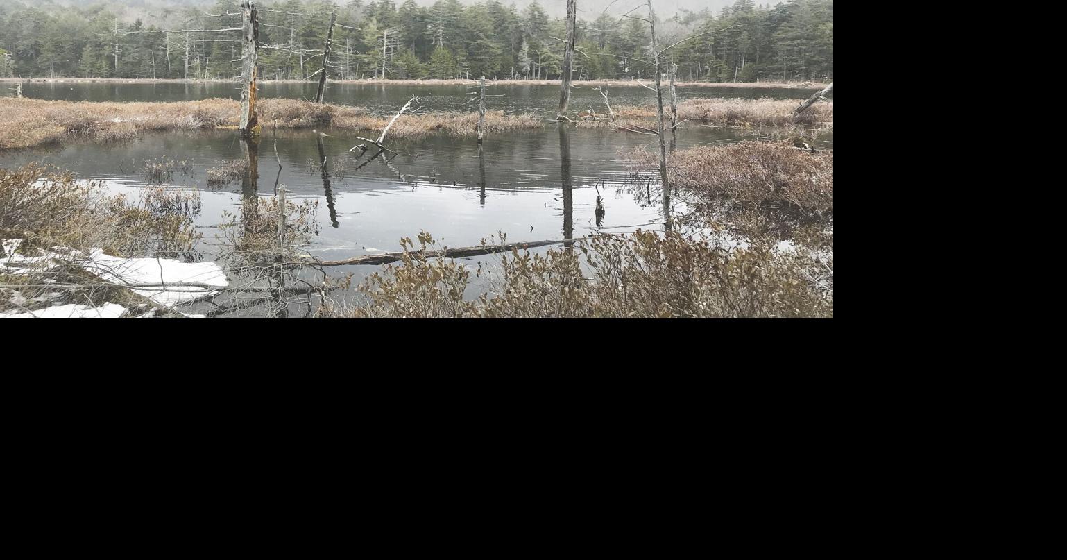 Shingle Pond: A quiet refuge from the outside world | Hiking News ...