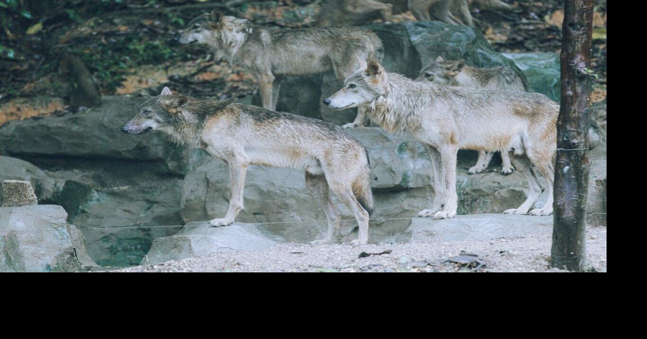 Research reveals wolves eat bone to cope with climate change | Around ...