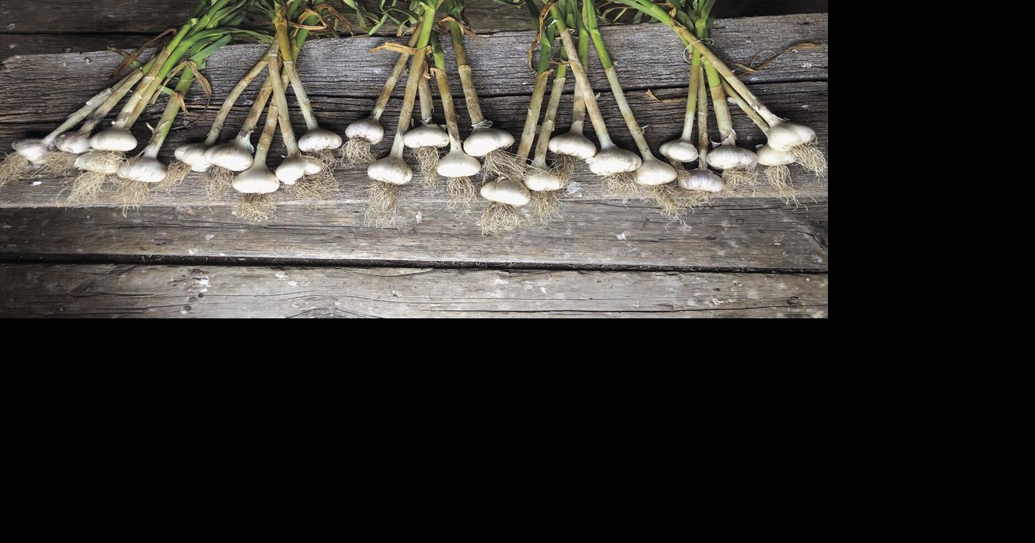More Thoughts While Weeding: Bumper garlic harvest | Gardening ...