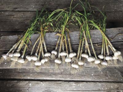 More Thoughts While Weeding: Bumper garlic harvest | Gardening ...