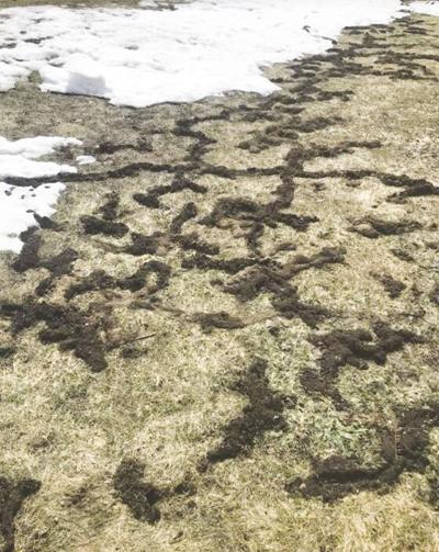 Notes from a Naturalist: Pesky critters: Moles and voles | Nature ...