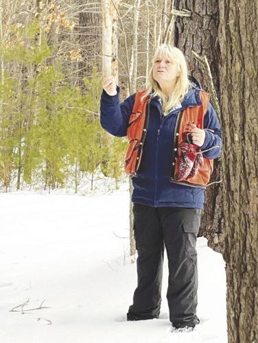 Green Mountain Conservation Group to offer winter tree identification walk, discussion Feb. 2 ...