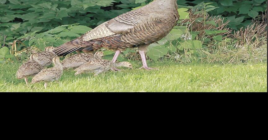 Report wild turkey sightings online this summer | Events/Competitions ...