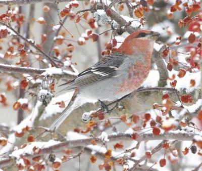 Notes from a Naturalist: After the groundhog | Nature | conwaydailysun.com