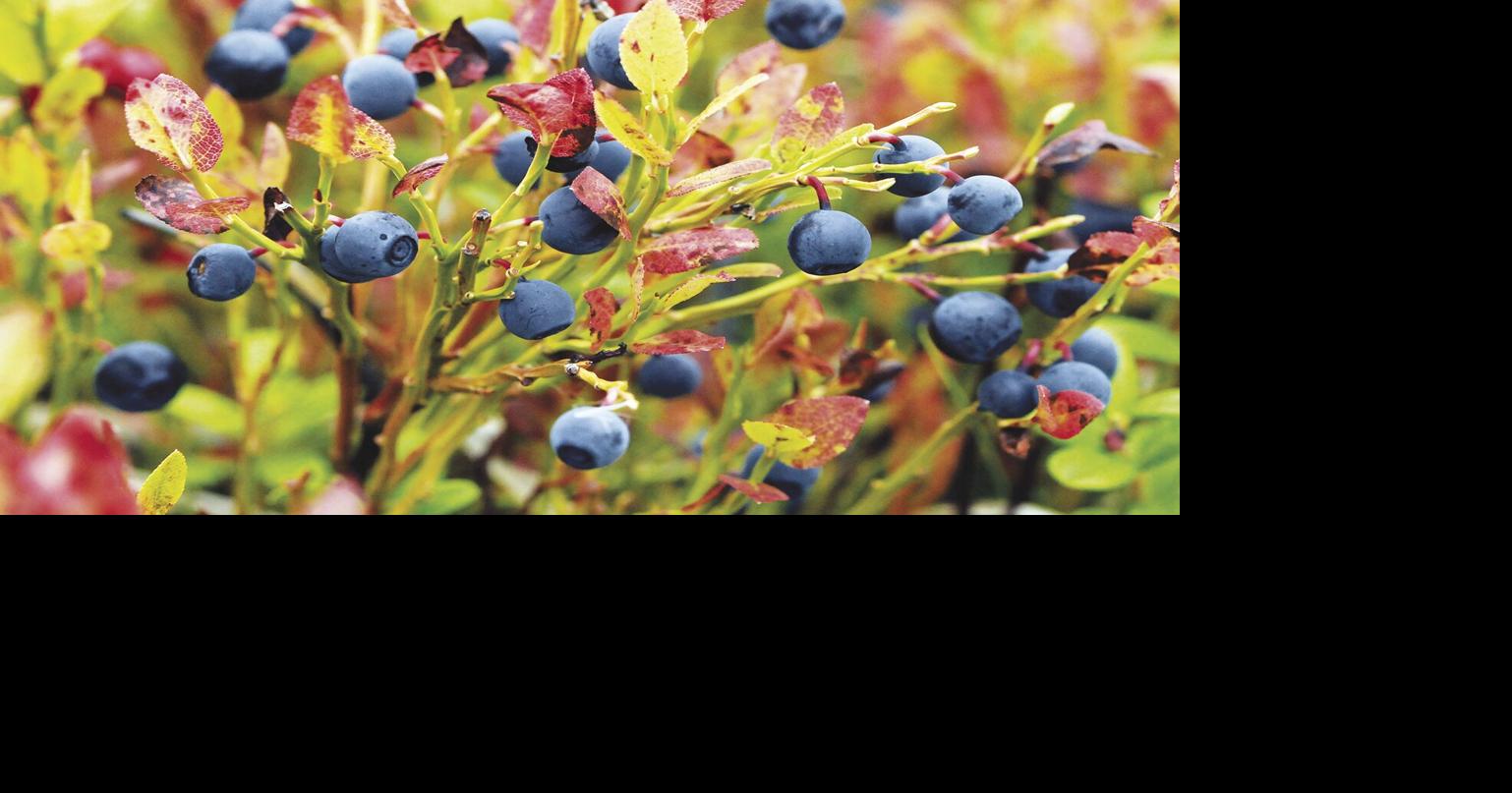 Notes from a Naturalist: The importance of wild blueberries | Nature ...