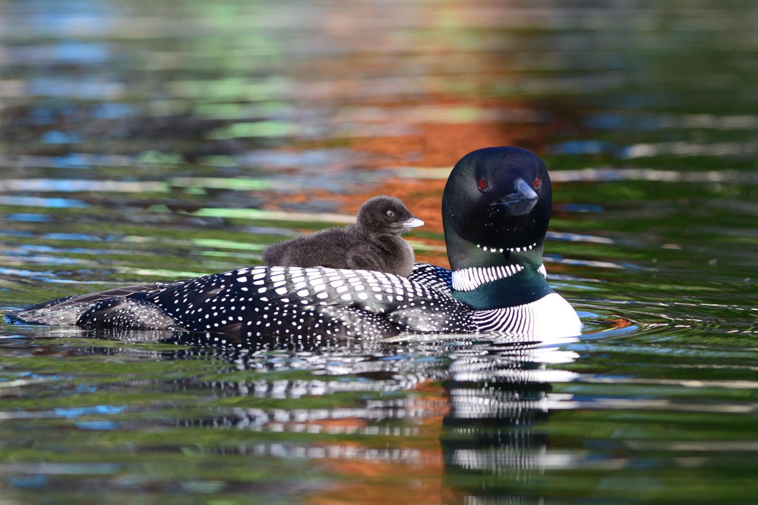 The Common Loon: A New Hampshire Icon | Arts & Entertainment ...