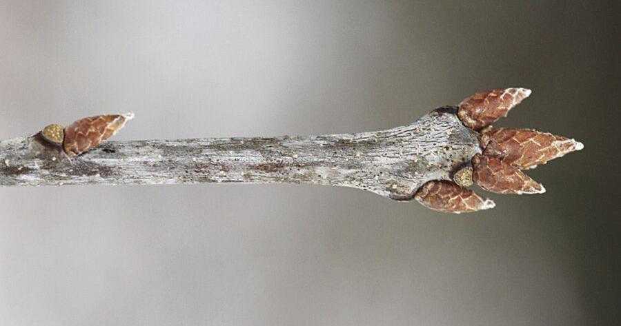 The winter secrets of buds and twigs | Local News | conwaydailysun.com