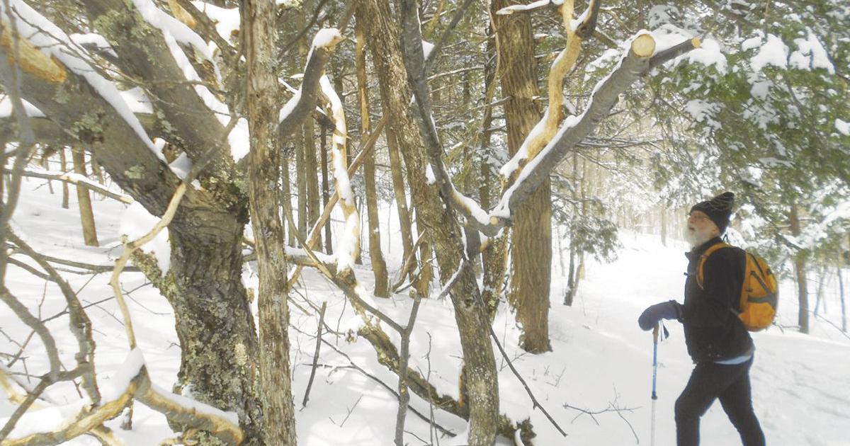 Immersed in the wilds of Ossipee Range | Hiking News | conwaydailysun.com