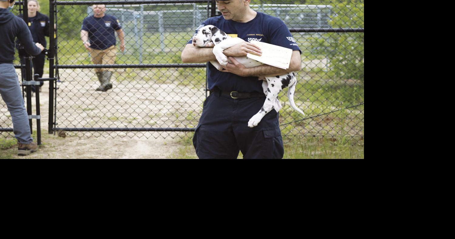 Fay's representatives to visit dogs Monday | Local News ...