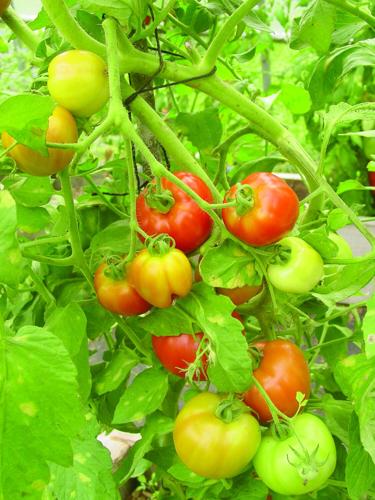 More Thoughts While Weeding: Tips for great tomatoes | General ...