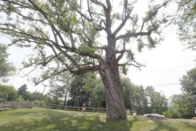 Conway's giant maple gets a reprieve | Local News | conwaydailysun.com