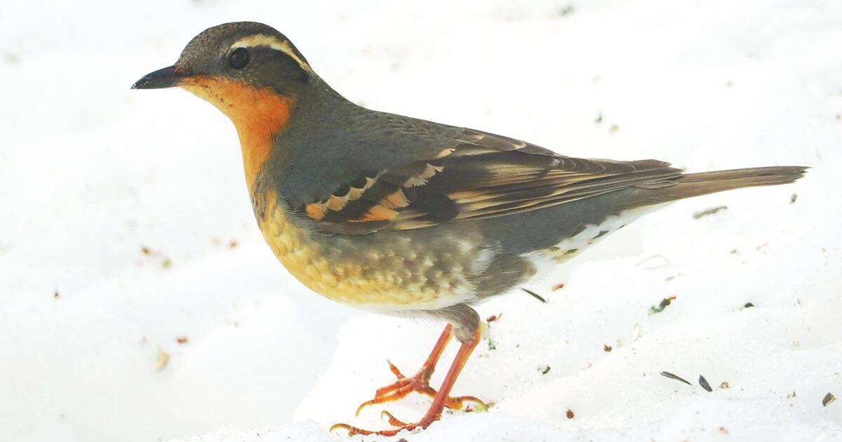 Rare bird from the Northwest sighted in Stow, Maine | Local News ...