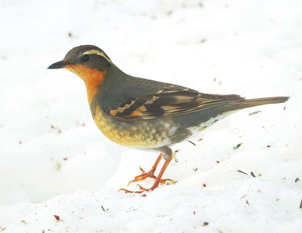 Rare bird from the Northwest sighted in Stow, Maine | Local News ...