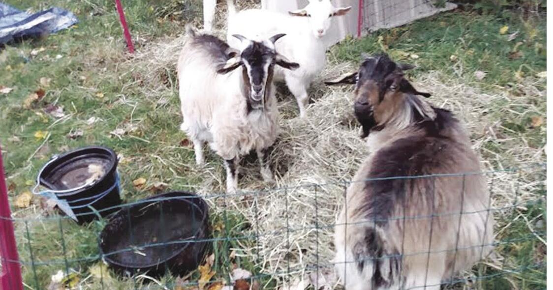 Judge hears case of the allegedly purloined goats | Local News ...