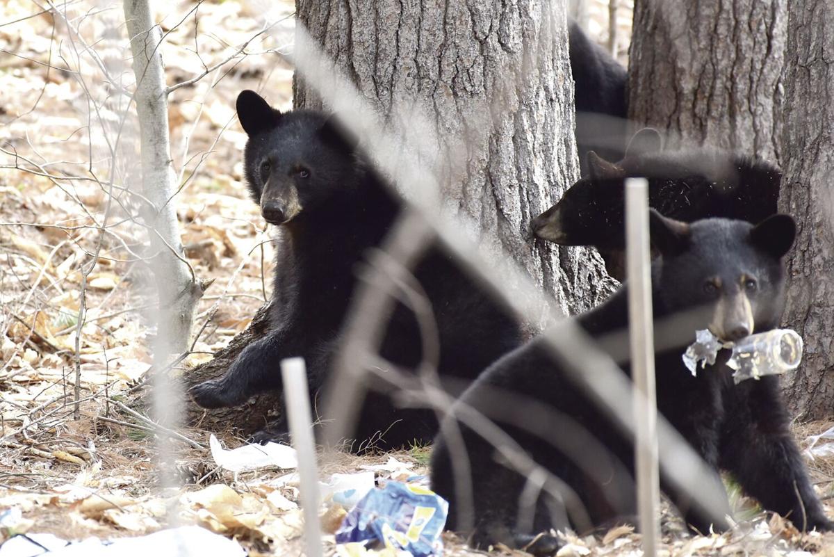 Bears are out, and thriving, in the valley | Local News ...
