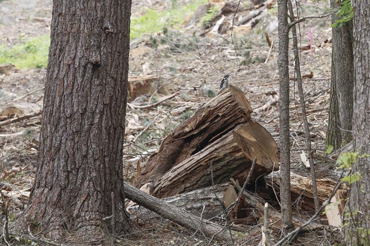 Forester defends 'shocking' Whitaker tree cut | Local News ...