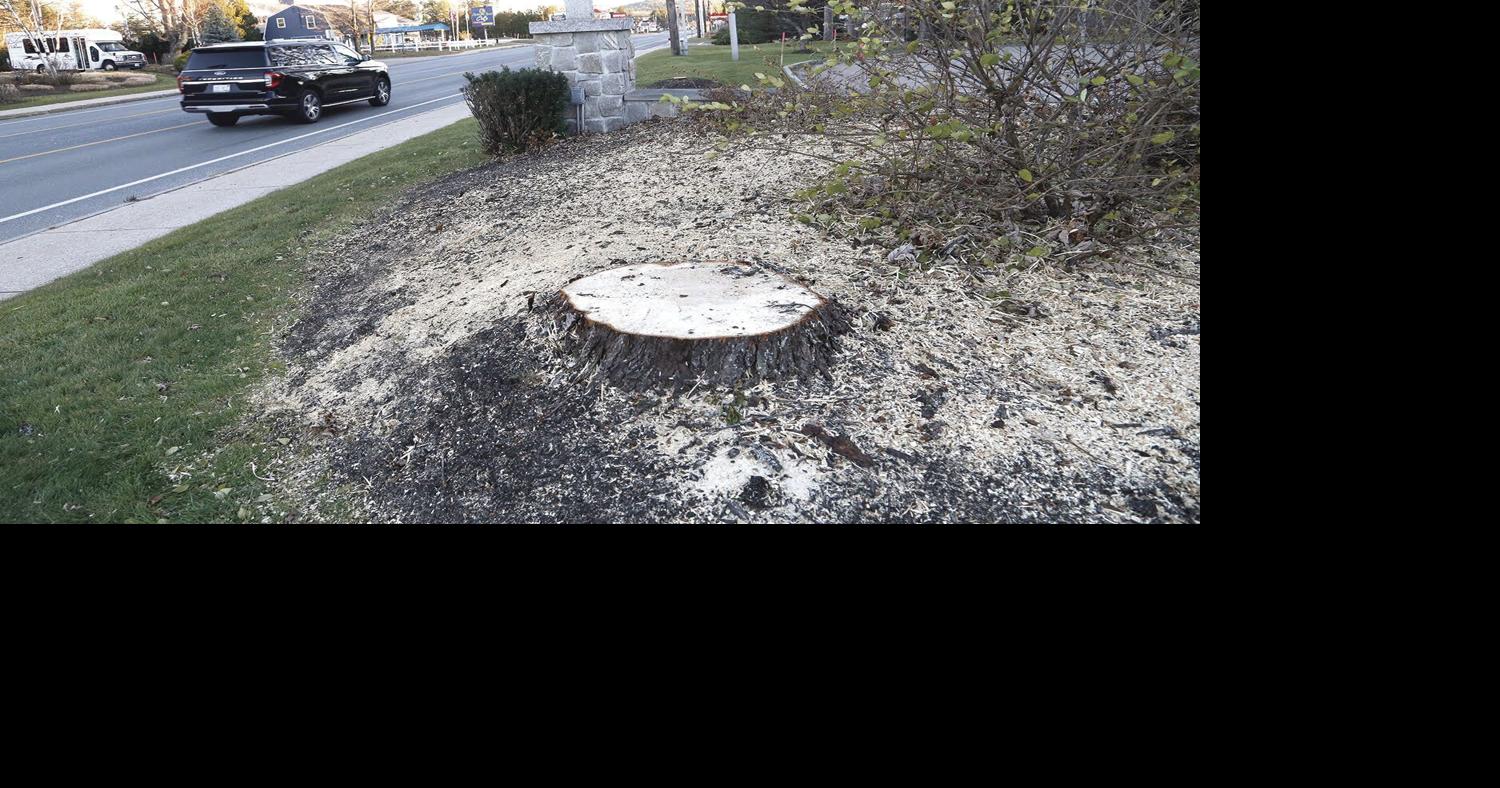 Conway selectmen to discuss tree cutting along Strip | Local News ...
