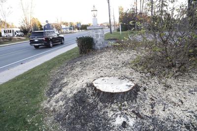 Conway selectmen to discuss tree cutting along Strip | Local News ...